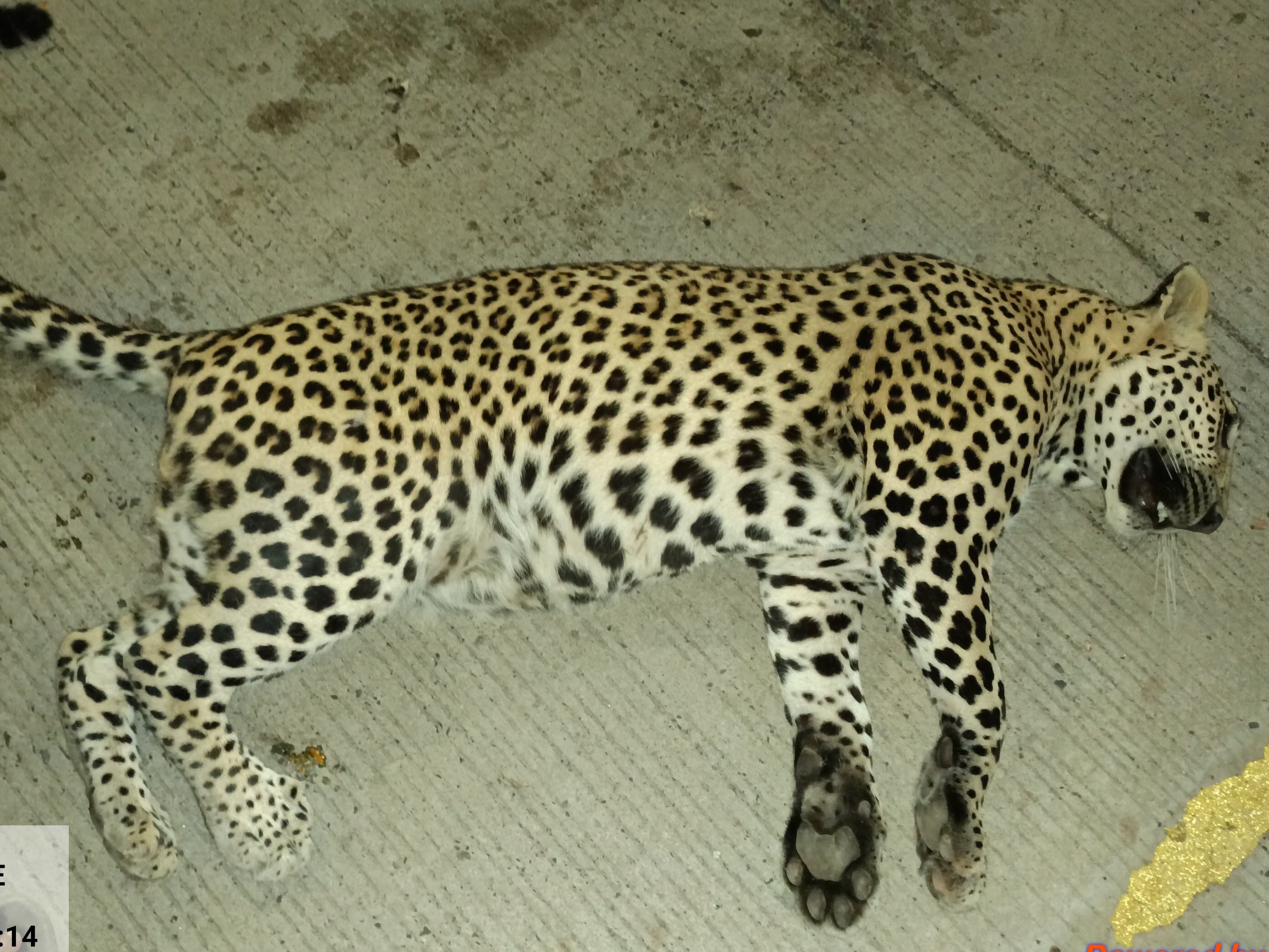 Leopard dies on Satwas-Punasa road originating from Khategaon | सतवास ...
