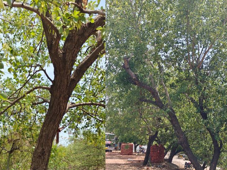 Raksha Sutra will be tied to save trees in Bhopal | भोपाल में पेड़ों को ...