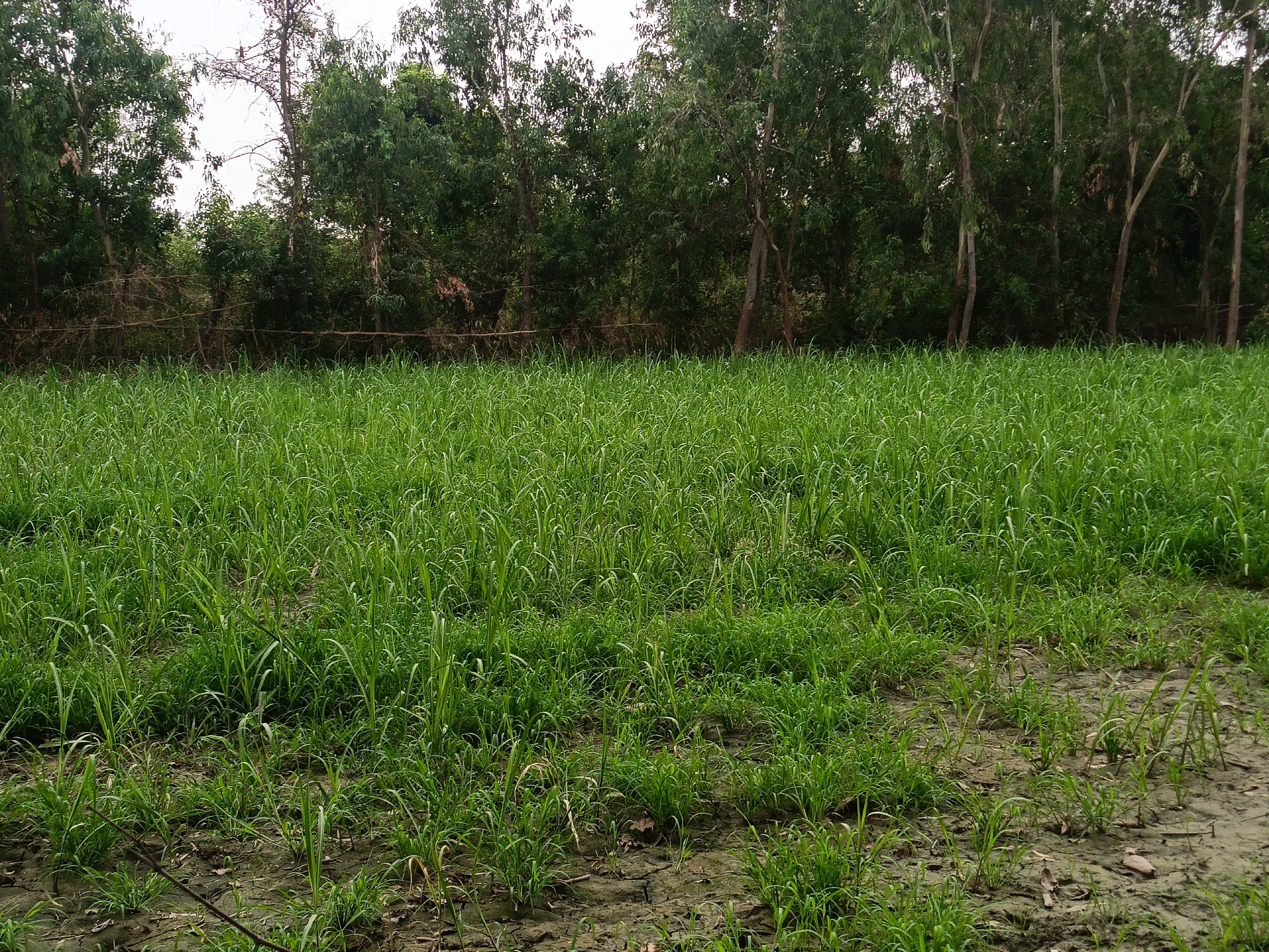 The mood of the weather changed in Tendua Pandit village of Shravasti ...