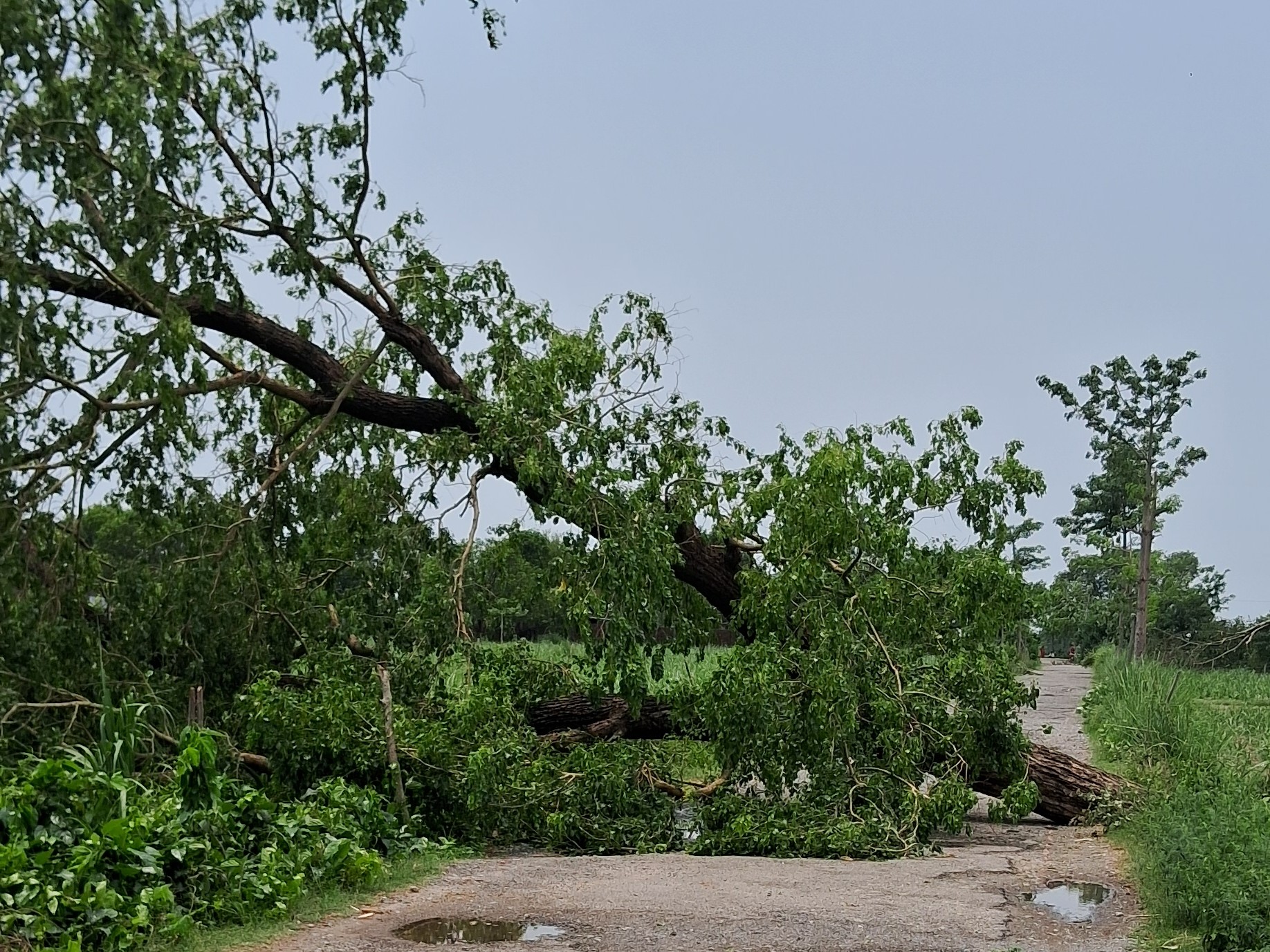 A rosewood tree fell on Boudhia Kala Marg, obstructing the movement of ...