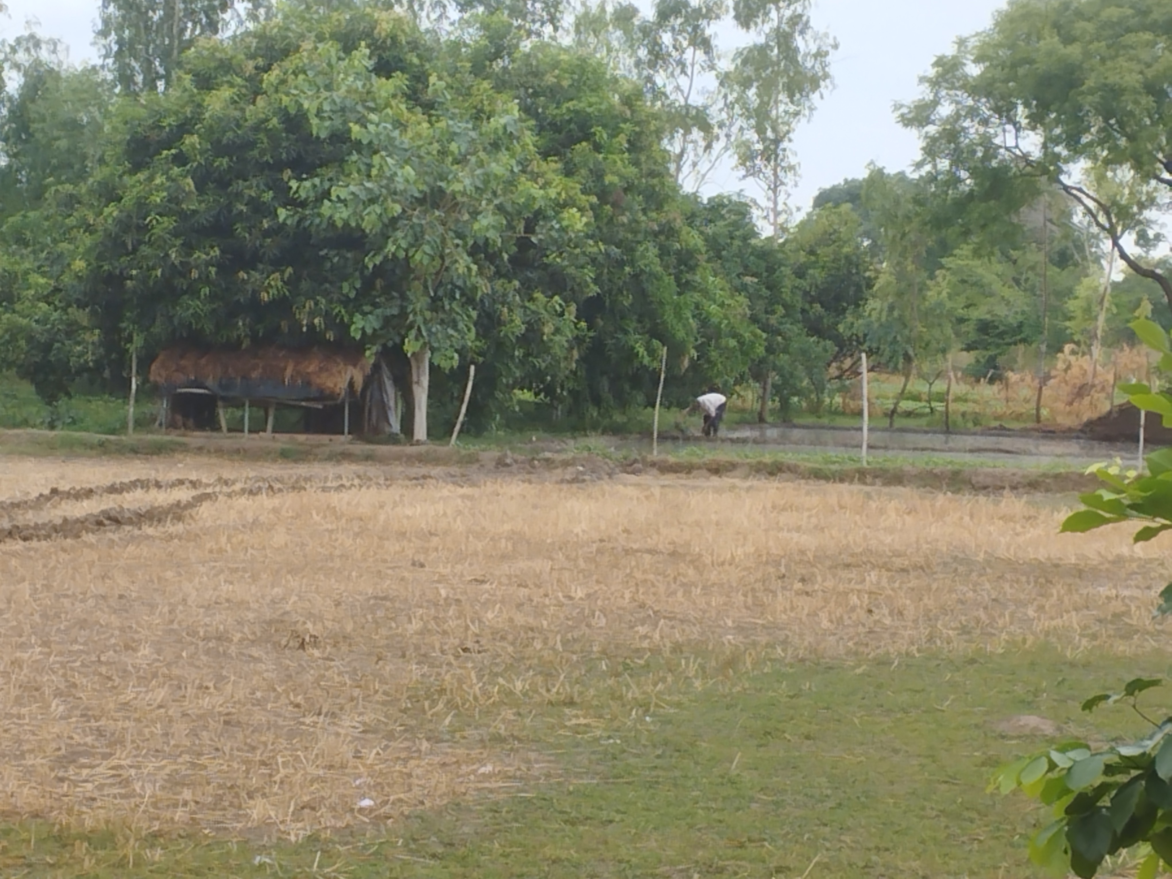 Weather is pleasant due to rain in Amethi | अमेठी में बारिश से मौसम ...
