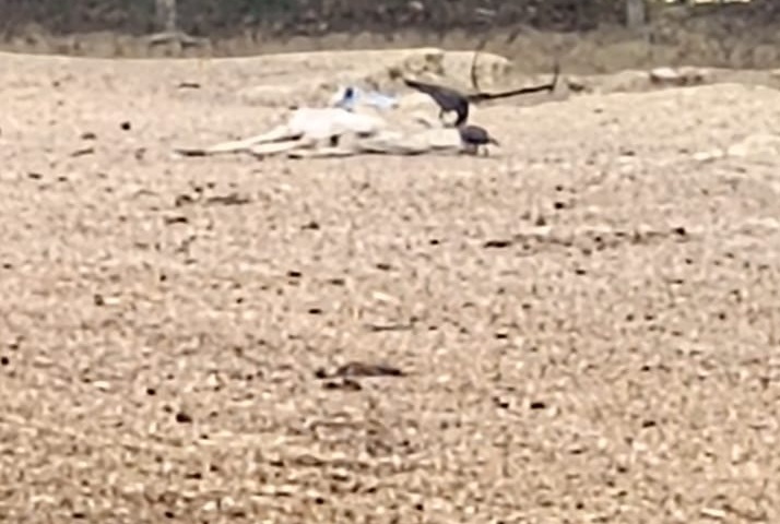 The plight of animals in the cow shelter in Kheri