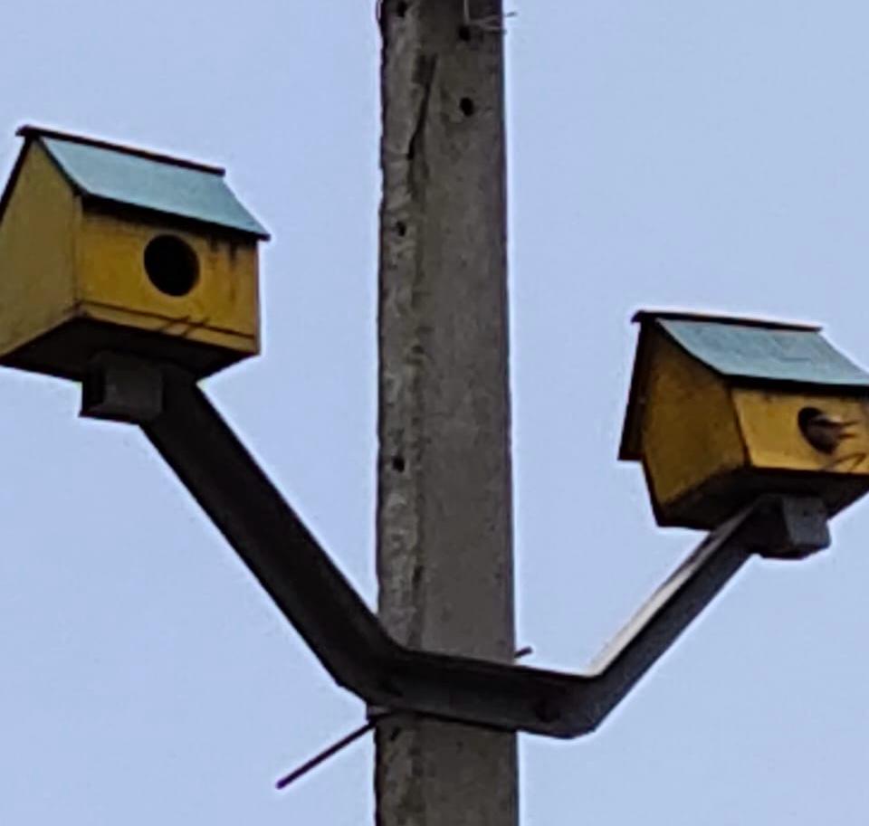 The prince of Aurangabad celebrates his birthday by planting a Peepal ...