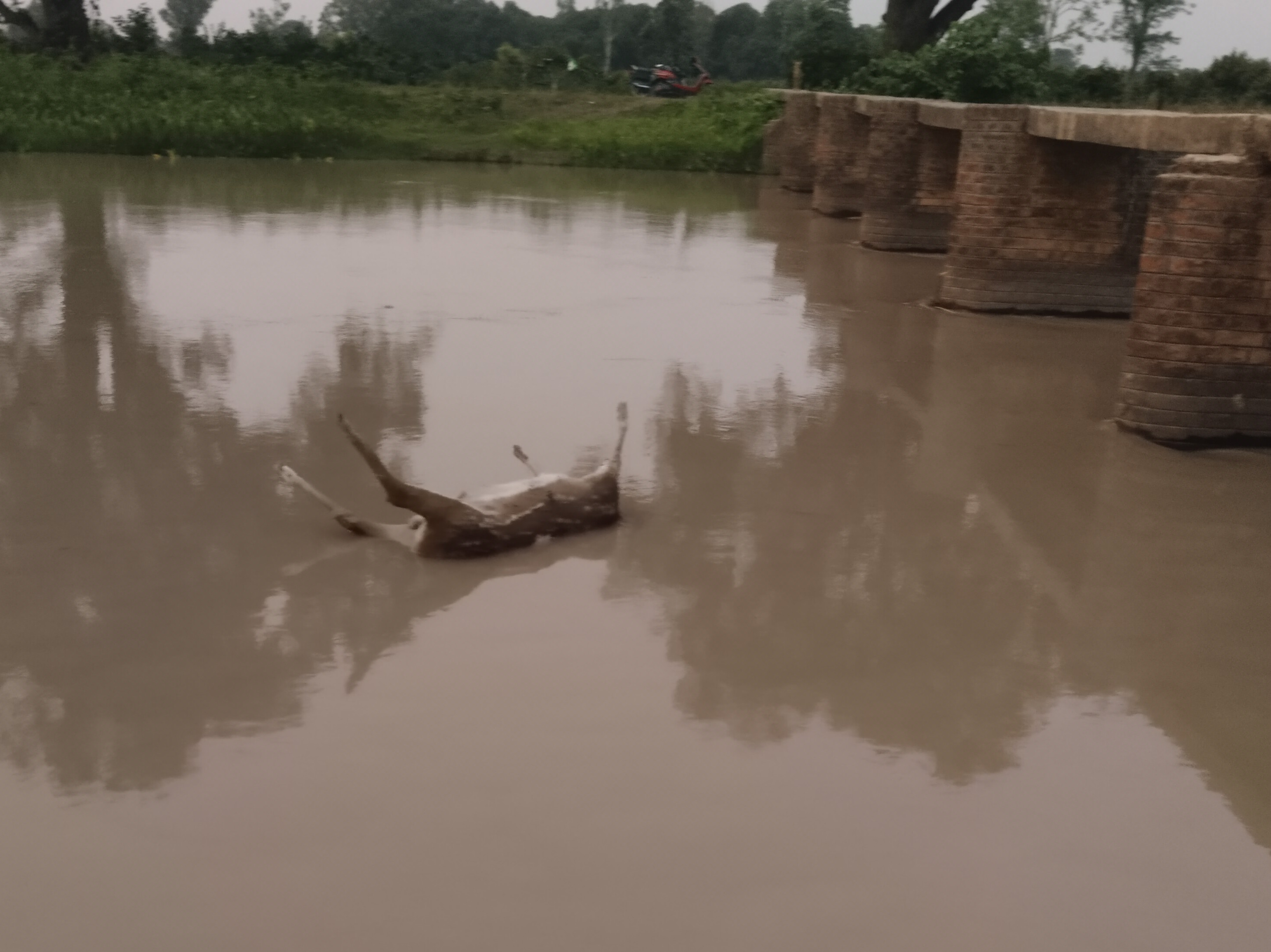Deer carcass found in canal