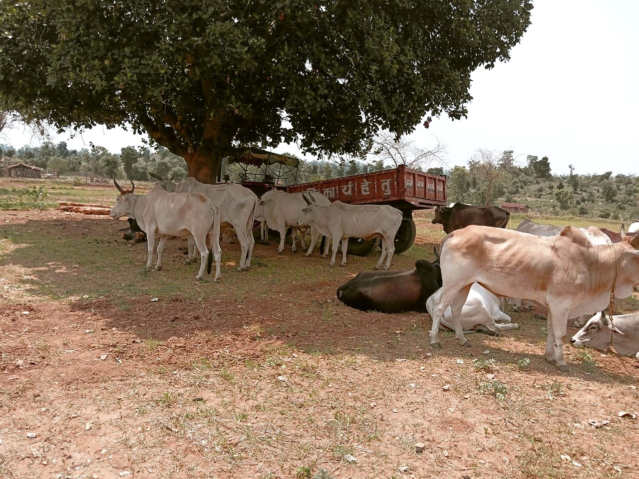 3 smugglers carrying 34 animals to slaughterhouse arrested | 34 पशुओं ...