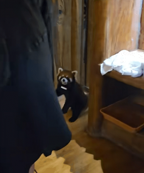 Red Panda charges Rs 24000 to wake up; Woman hasn't removed makeup for ...