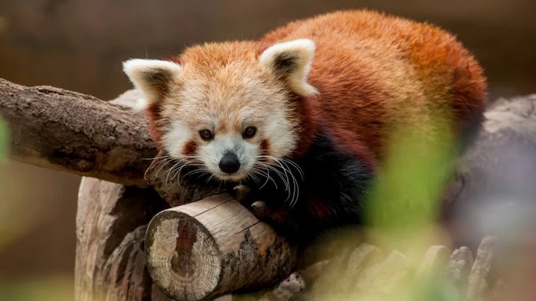 Different News Red Panda Charges ₹24000 To Wake You Up In The Morning ...