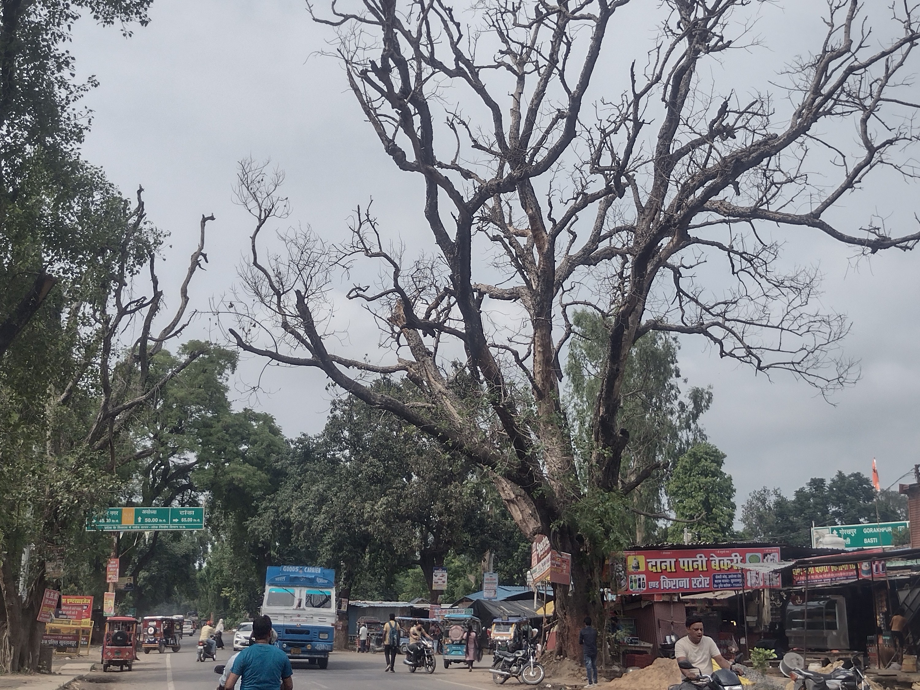 Dry peepal tree on Ayodhya-Prayagraj highway | अयोध्या-प्रयागराज हाईवे ...