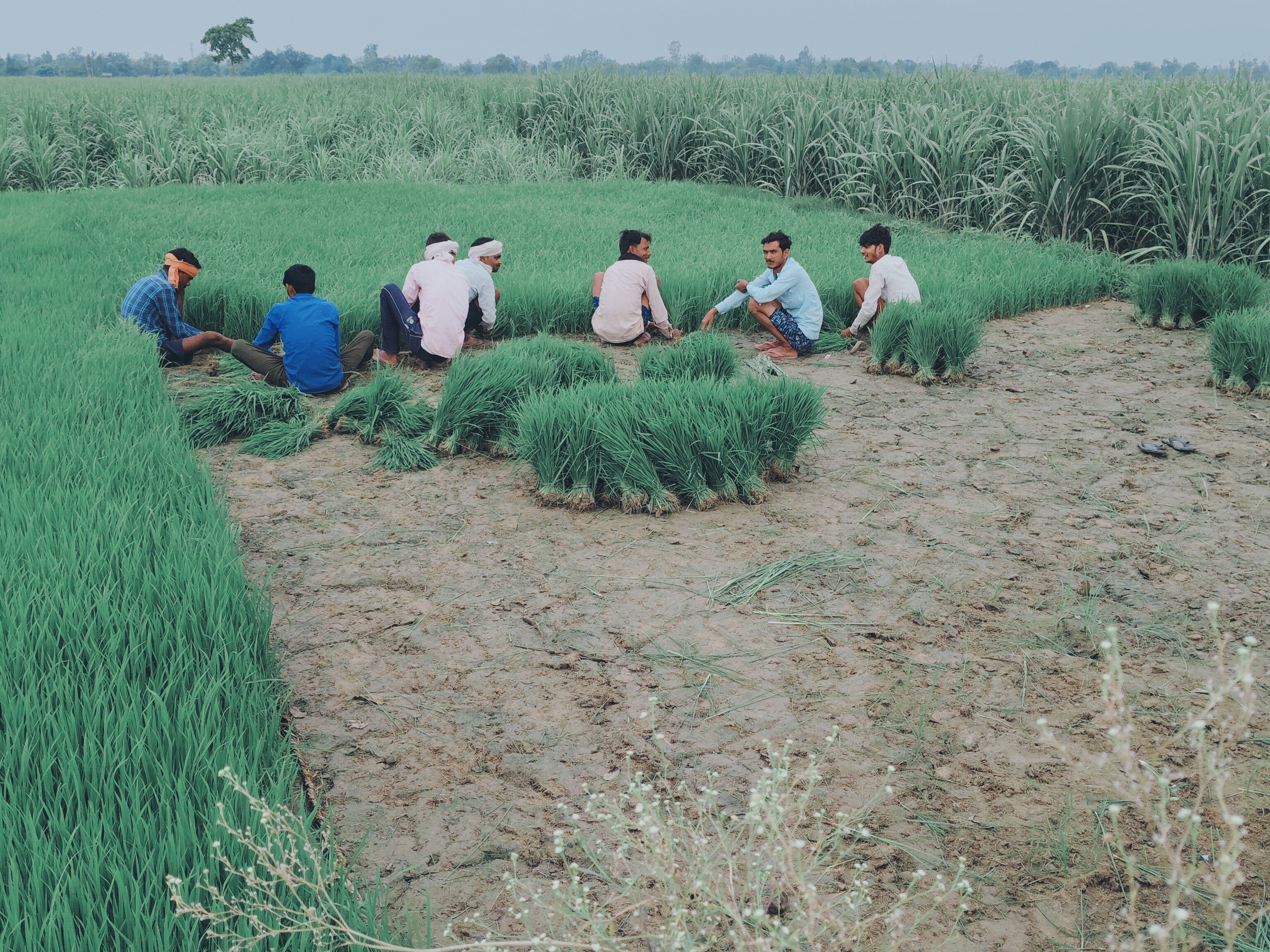 Paddy plantation started in Pandari Kripal | पंडरी कृपाल में धान रोपाई ...