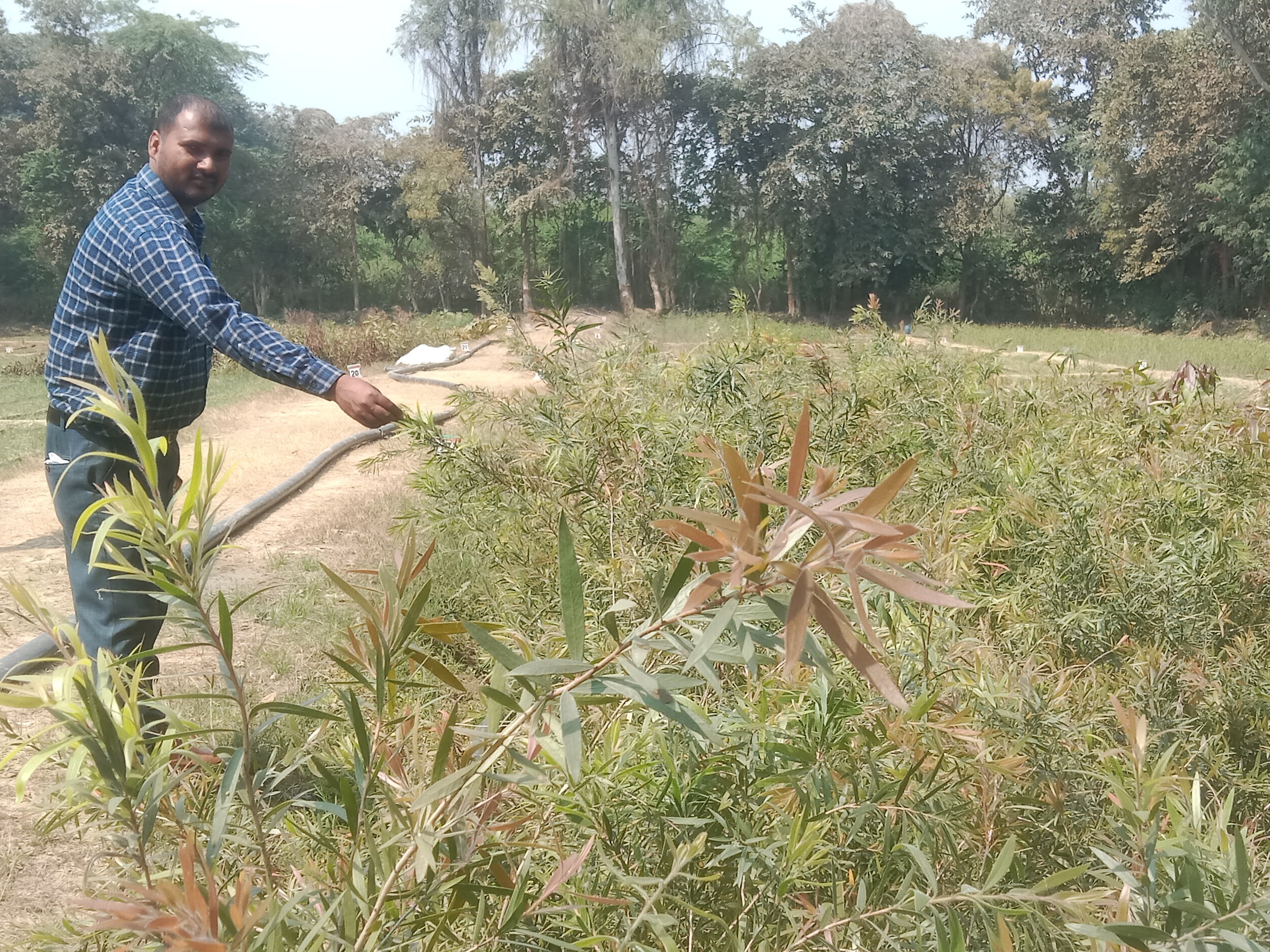 Farmers will get the benefit of planting trees