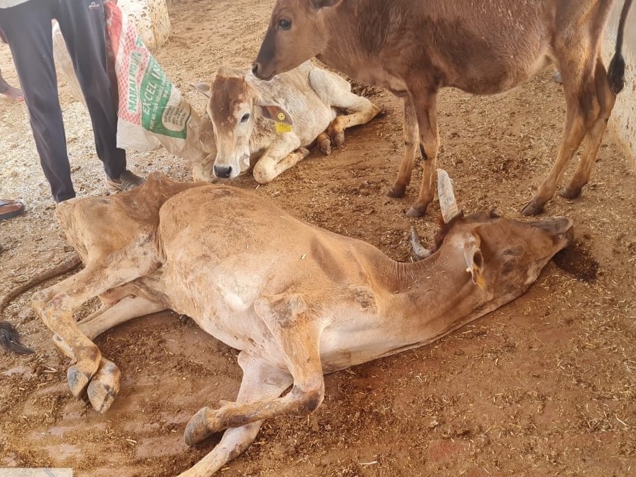 The plight of cattle in Prayagraj Deori Gaushala Principal-secretary ...