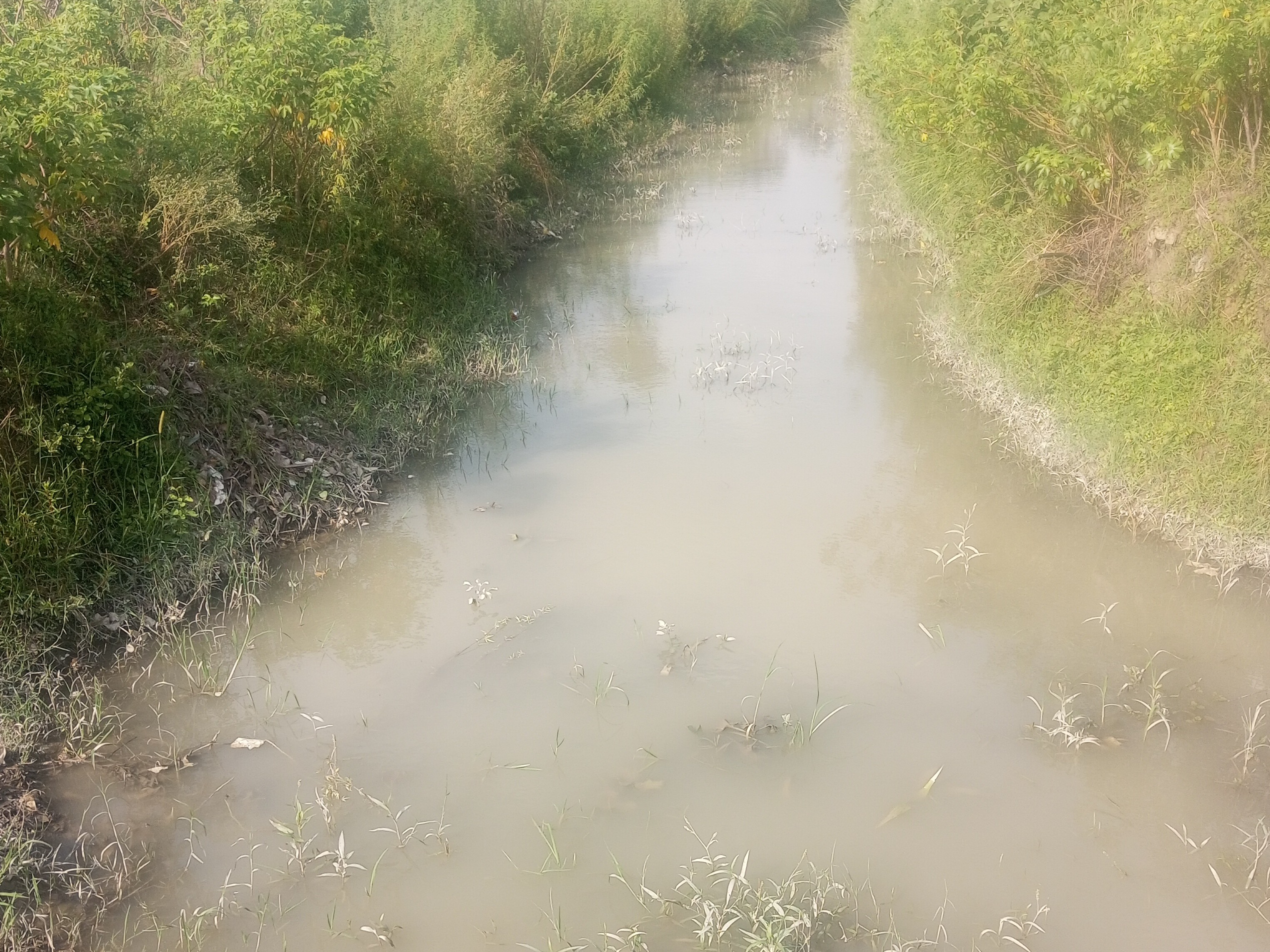 Rice plantation stopped due to lack of water in the canal | नहर में ...