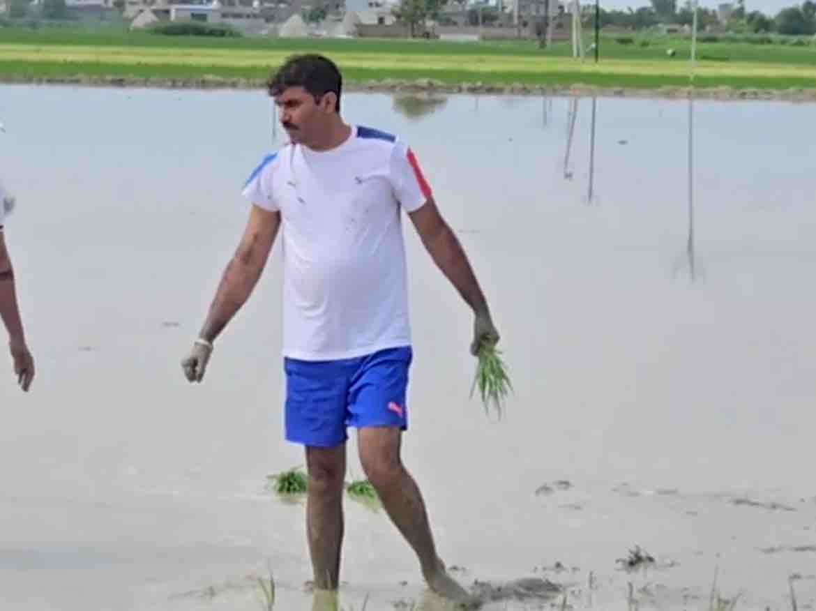 Kaithal-Pundri-mla-satpal-jamba-leads-example-paddy-plantation-natural ...