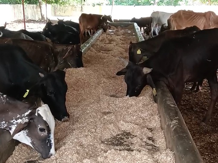 The pitiable condition of animals in Bhagwanpur Gaushala | भगवानपुर ...