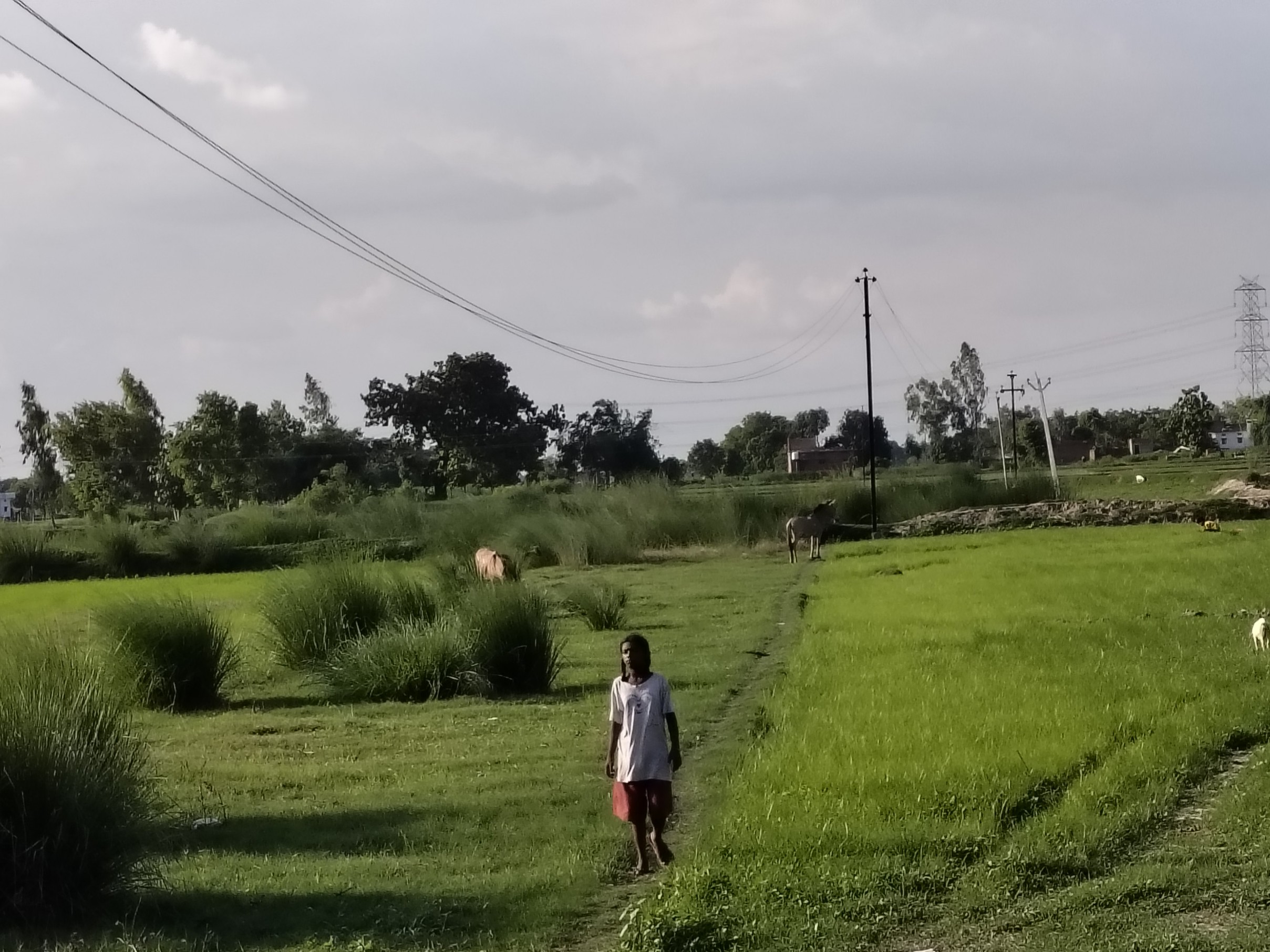 The lives of farmers are in danger in Tadi Bada village