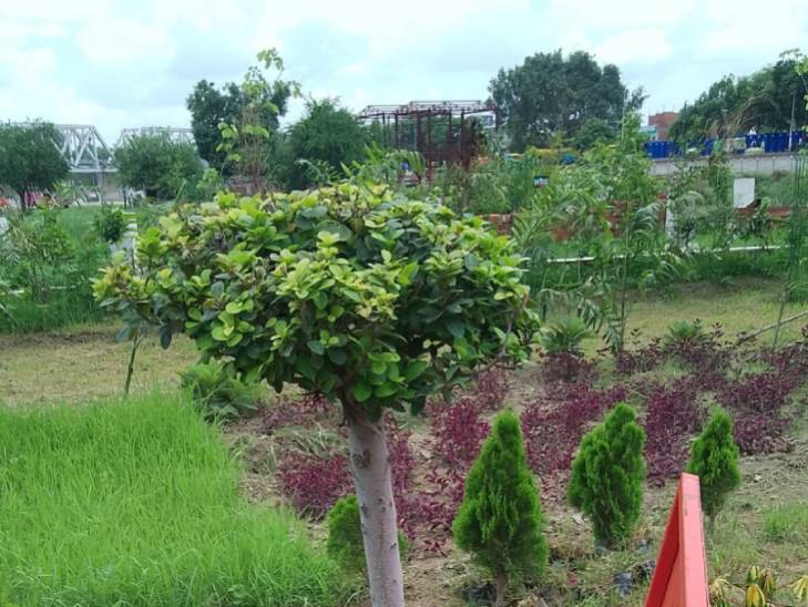 Ayodhya. Gardens will be built in Ayodhya in the name of Mata Janaki ...