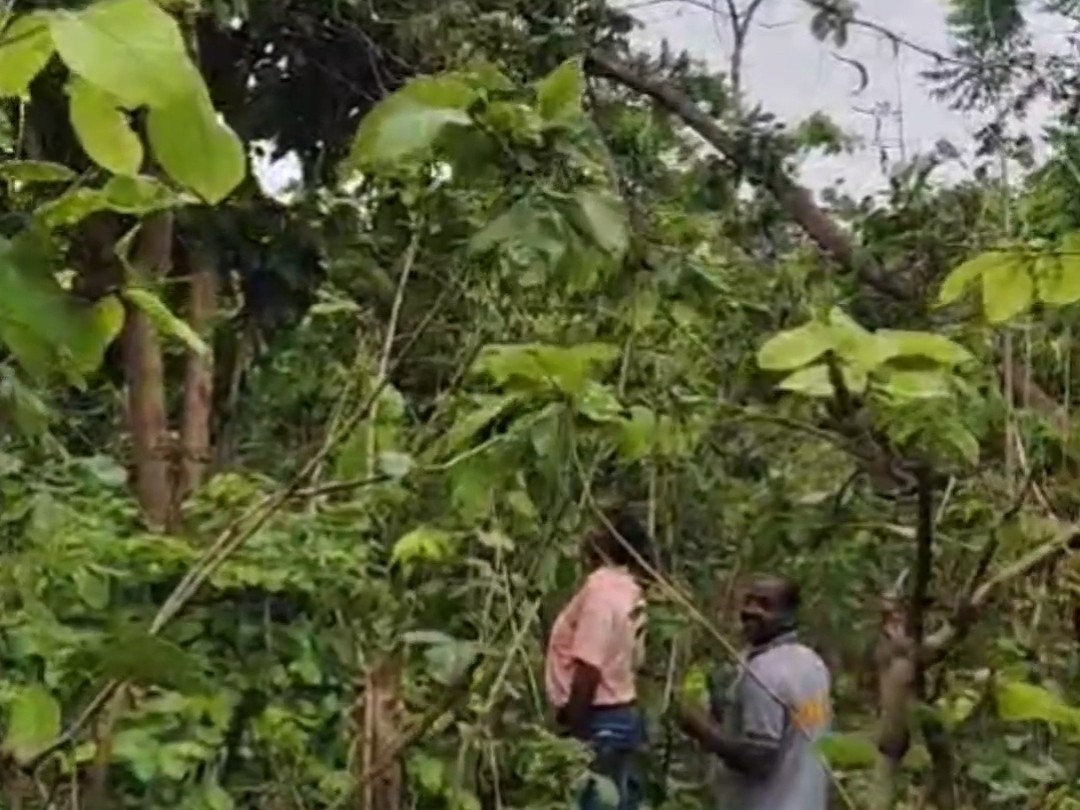 Tree fell on power line in Kushari forest | कुशहरी जंगल में बिजली लाइन ...
