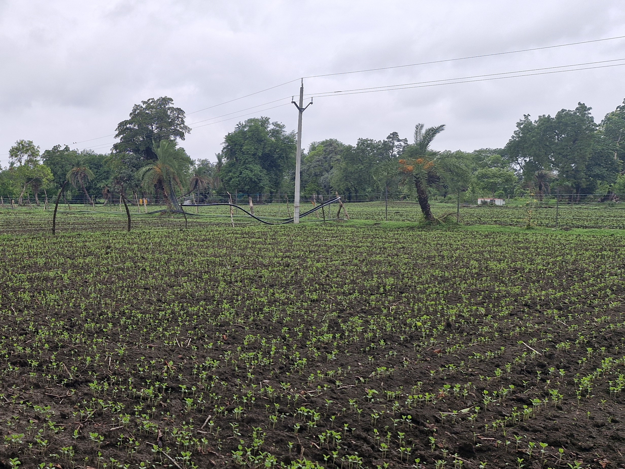 Soil health deteriorated due to chemical fertilizers | रासायनिक खाद से ...