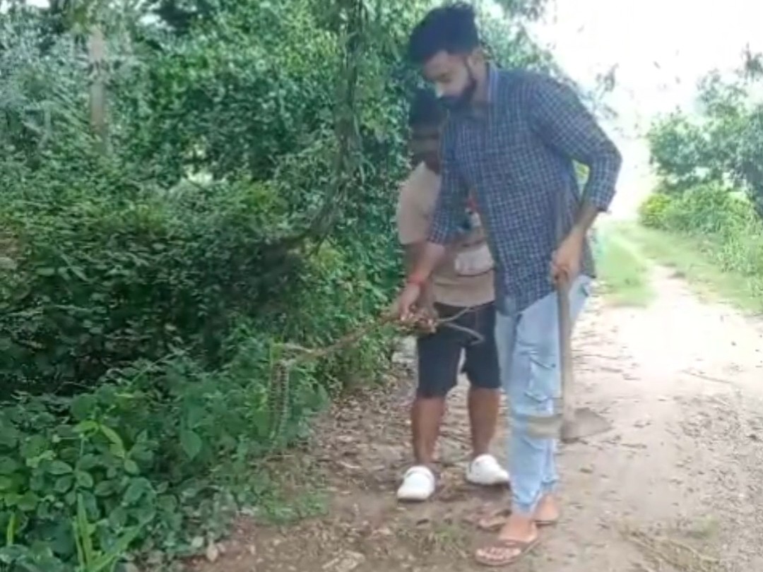 Dead baby pythons found on the banks of Ganges canal