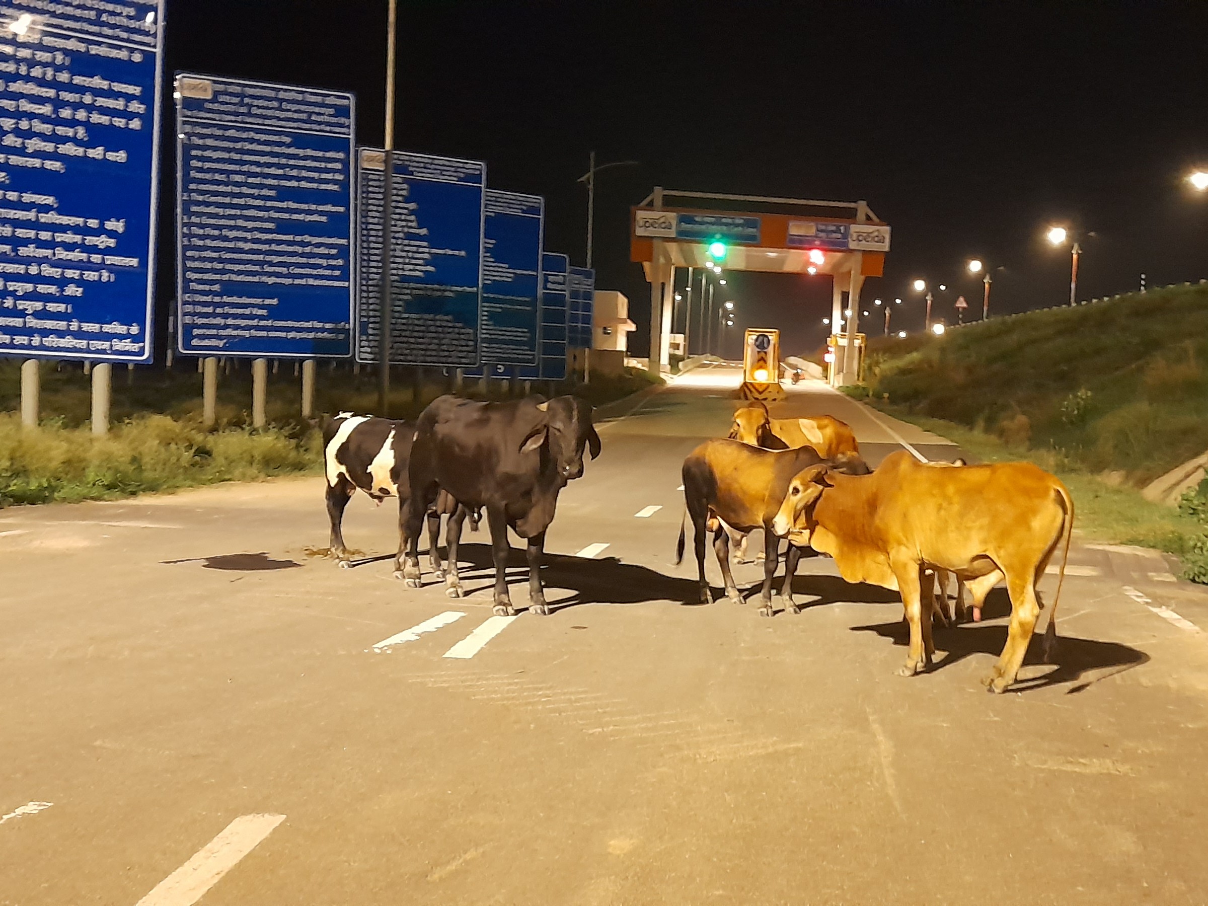 People are troubled by stray animals in Bhiyanv | भियांव में छुट्टा ...