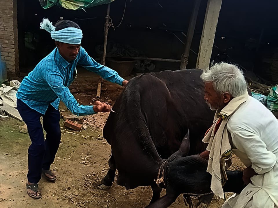 Special campaign to protect animals from infectious diseases | पशुओं को ...