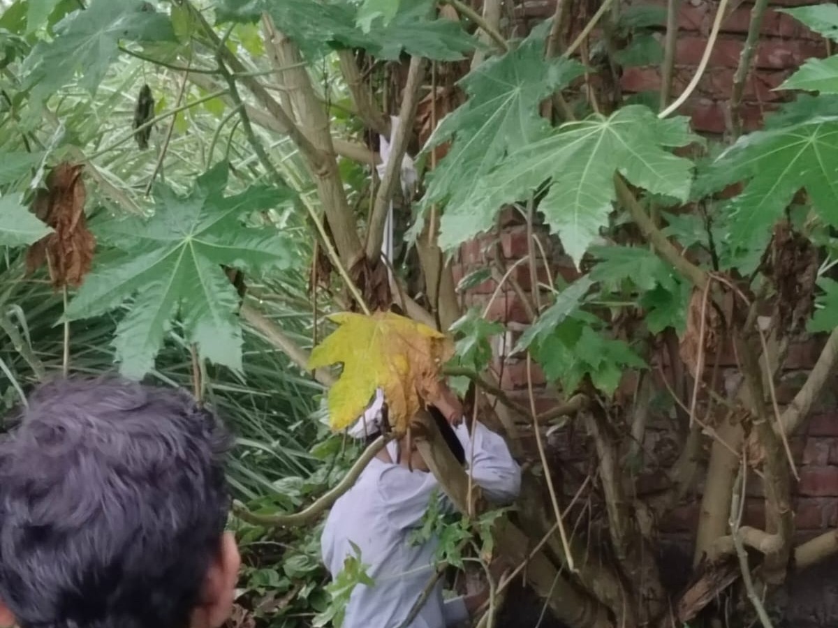 The body of a young man was found hanging from a castor tree | अरंडी के ...