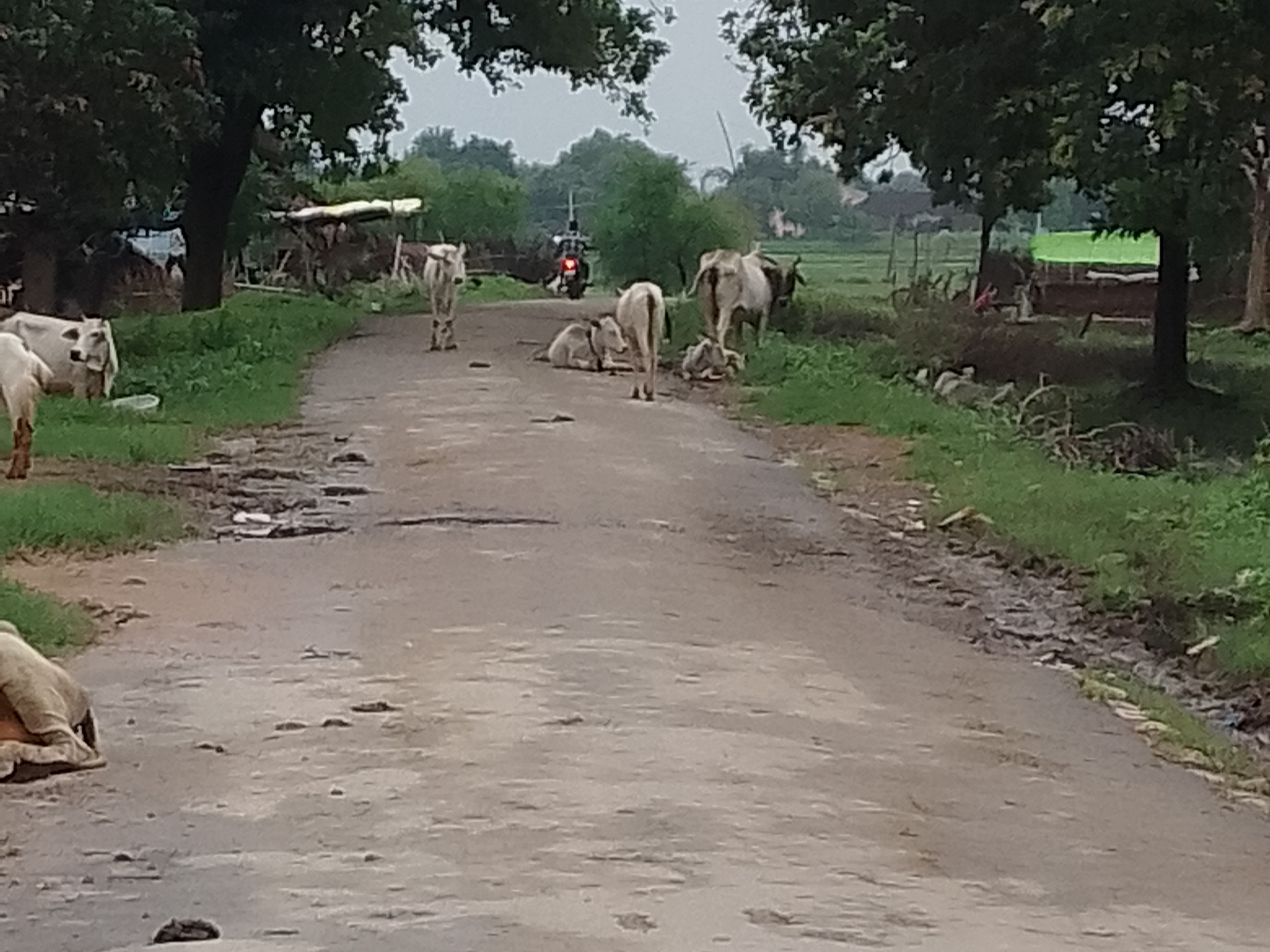 Stray animals roaming the streets | सड़कों पर घूम रहे आवारा पशु: कोराव ...