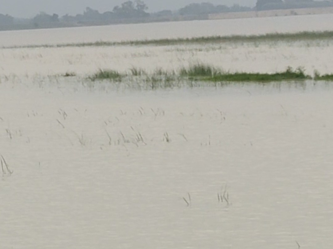 The water level of Rapti river increased in Shravasti district