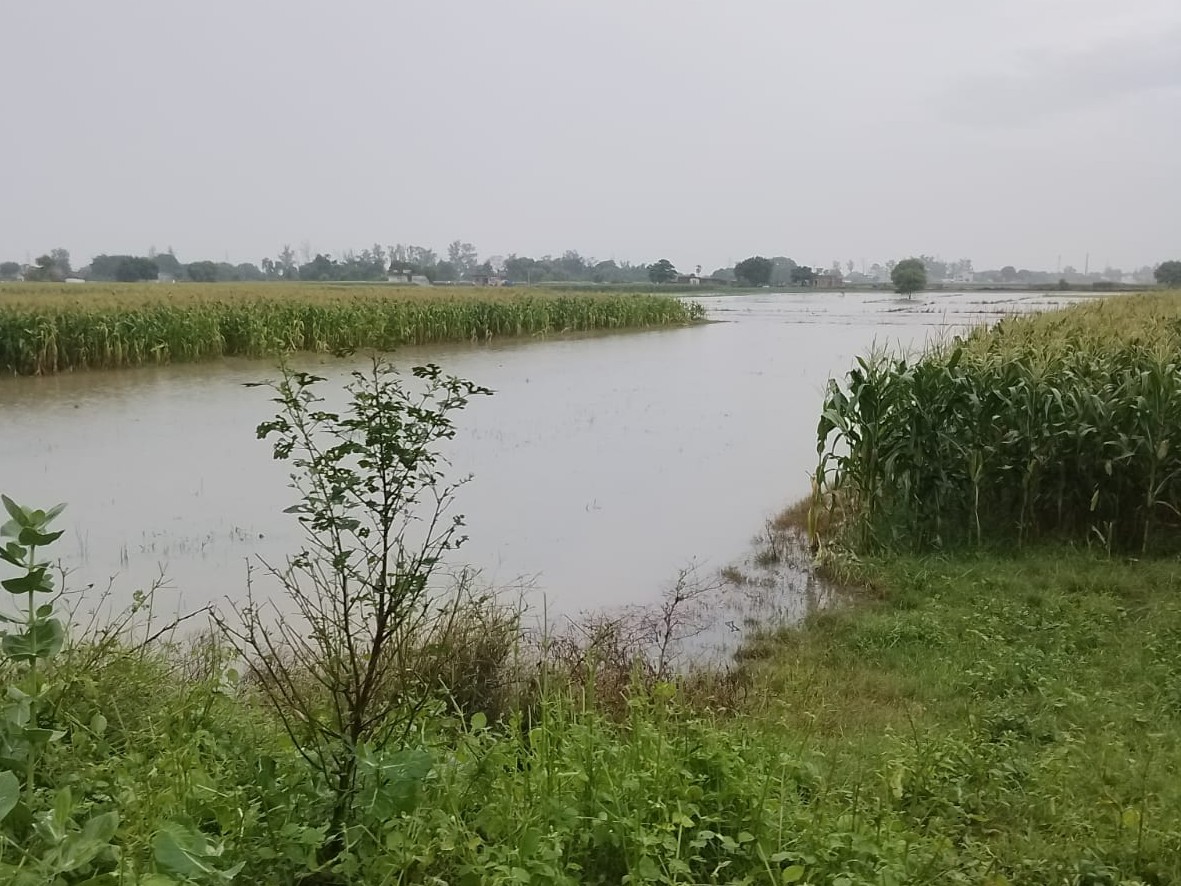 Thousands of acres of crops were destroyed due to floods in the Terai ...