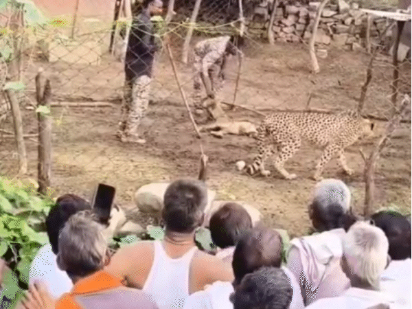 Cheetah from MP's Kuno National Park enters Rajasthan: Spotted hunting ...