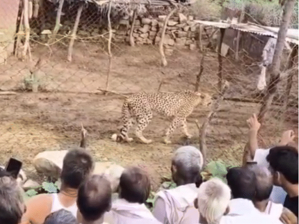 Cheetah from MP's Kuno National Park enters Rajasthan: Spotted hunting ...