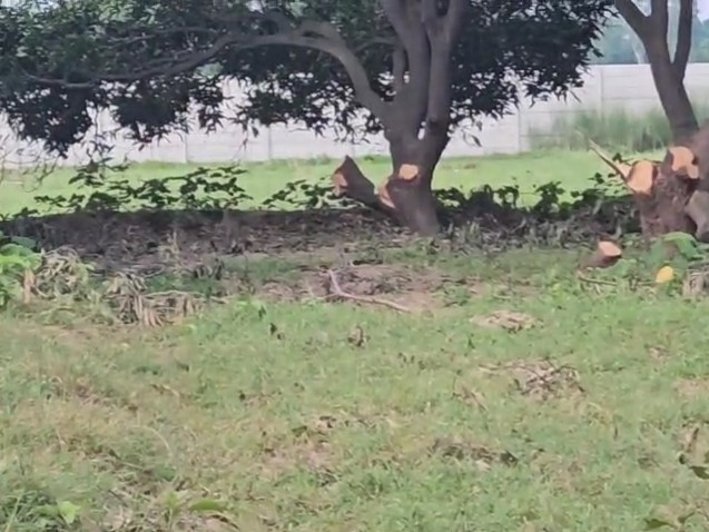 10 green mango trees disappeared in Lucknow | लखनऊ में गायब हुए आम के 10 हरे पेड़: लकड़ी ठेकेदार ...