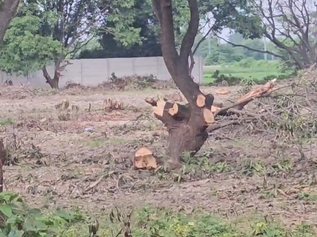 10 green mango trees disappeared in Lucknow | लखनऊ में गायब हुए आम के 10 हरे पेड़: लकड़ी ठेकेदार ...