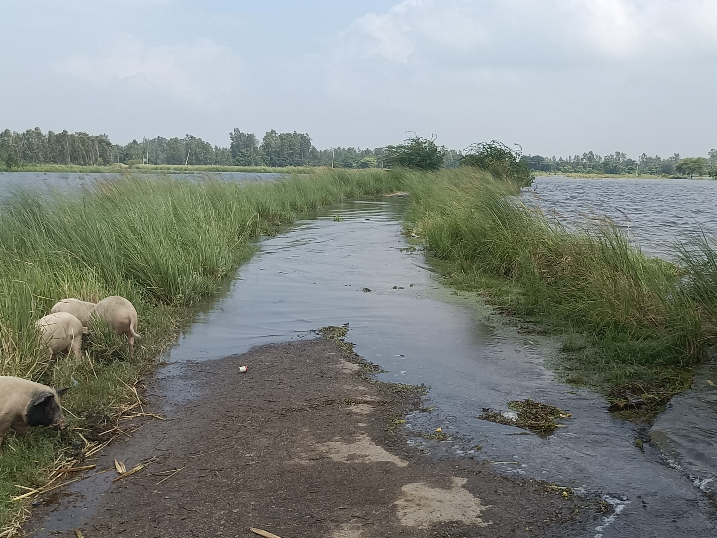 In Hasanganj, the water of the Sai river spread on the roads | हसनगंज ...