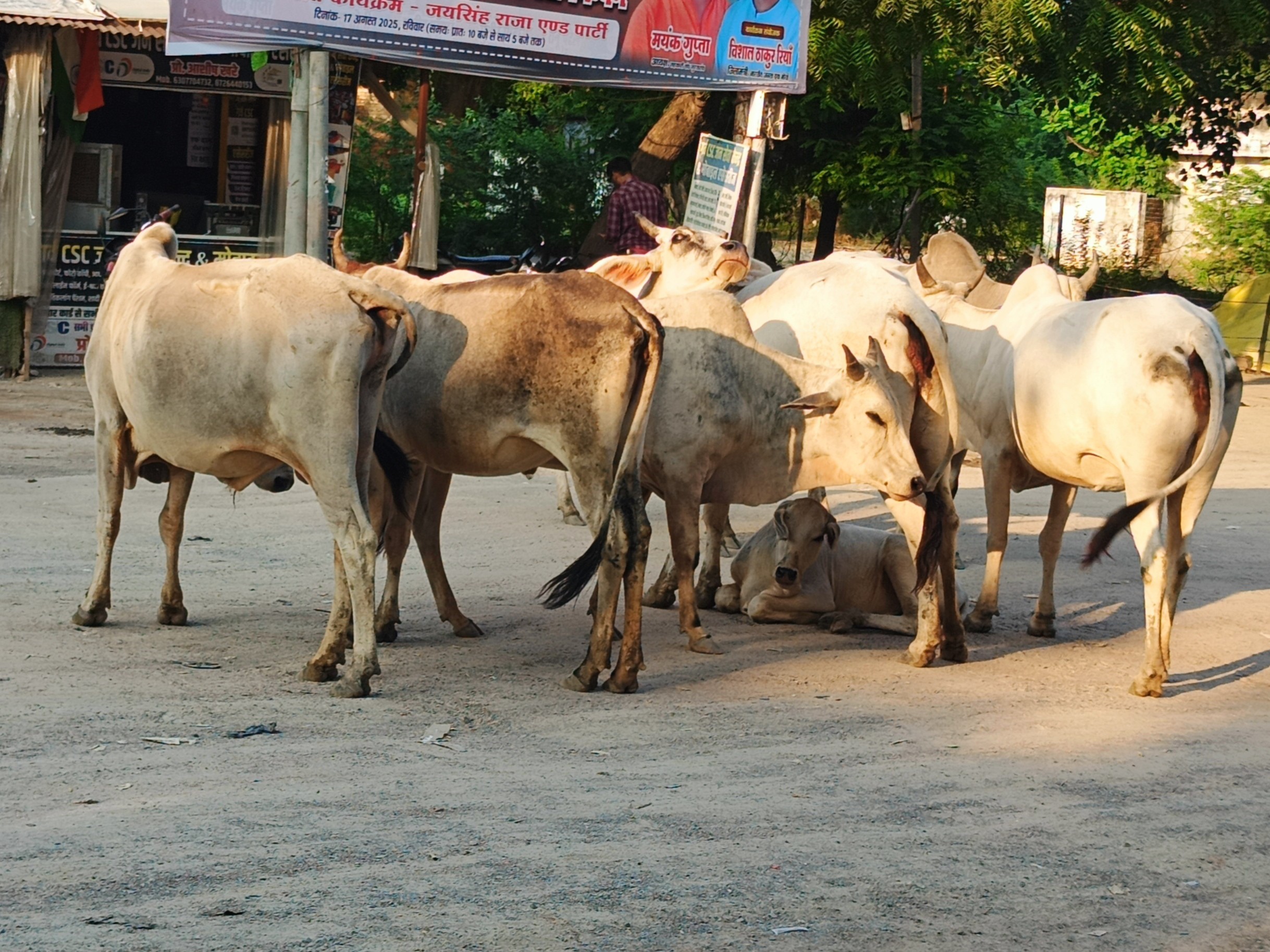 Stray animals roaming on the streets in Garautha | गरौठा में सड़कों पर ...