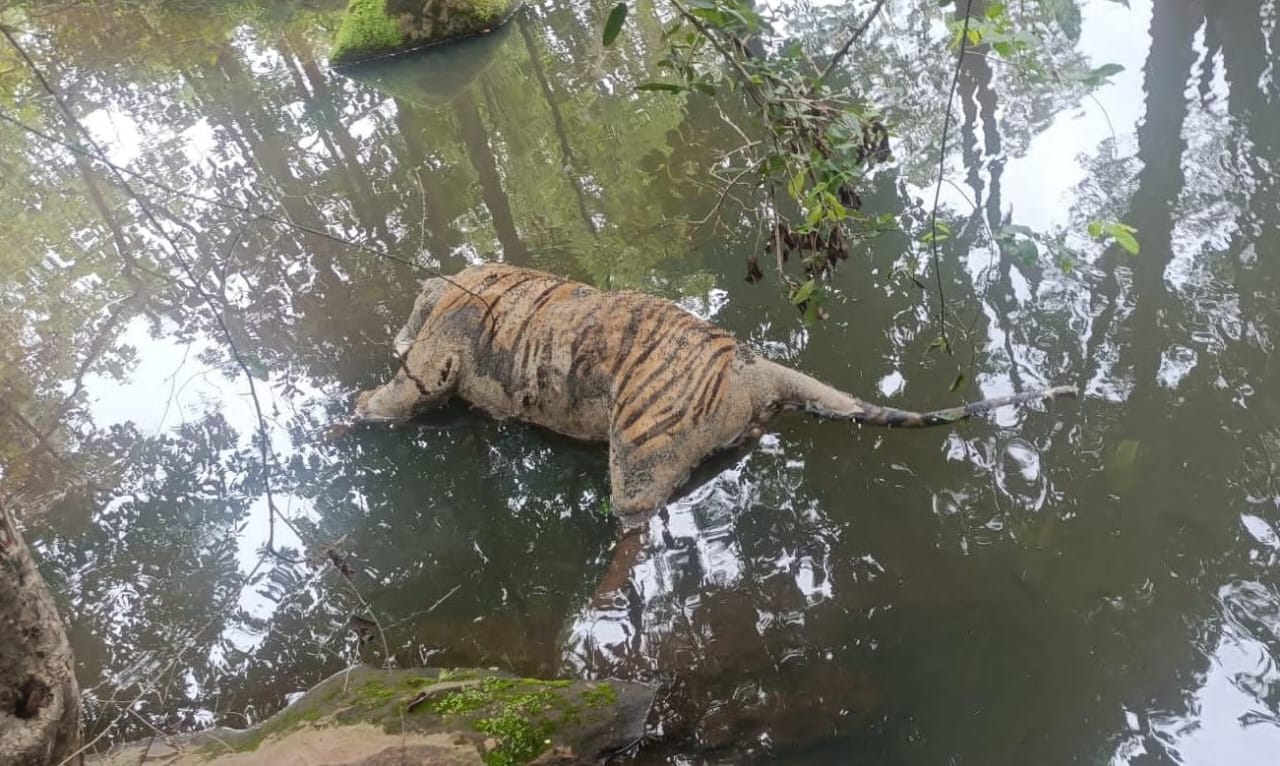 Tiger killed along Tawa River, paw brutally severed