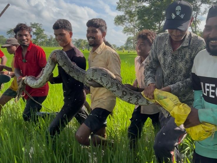 Rajnandgaon: 14 feet long python wraps around a farmer | खेत में काम कर ...
