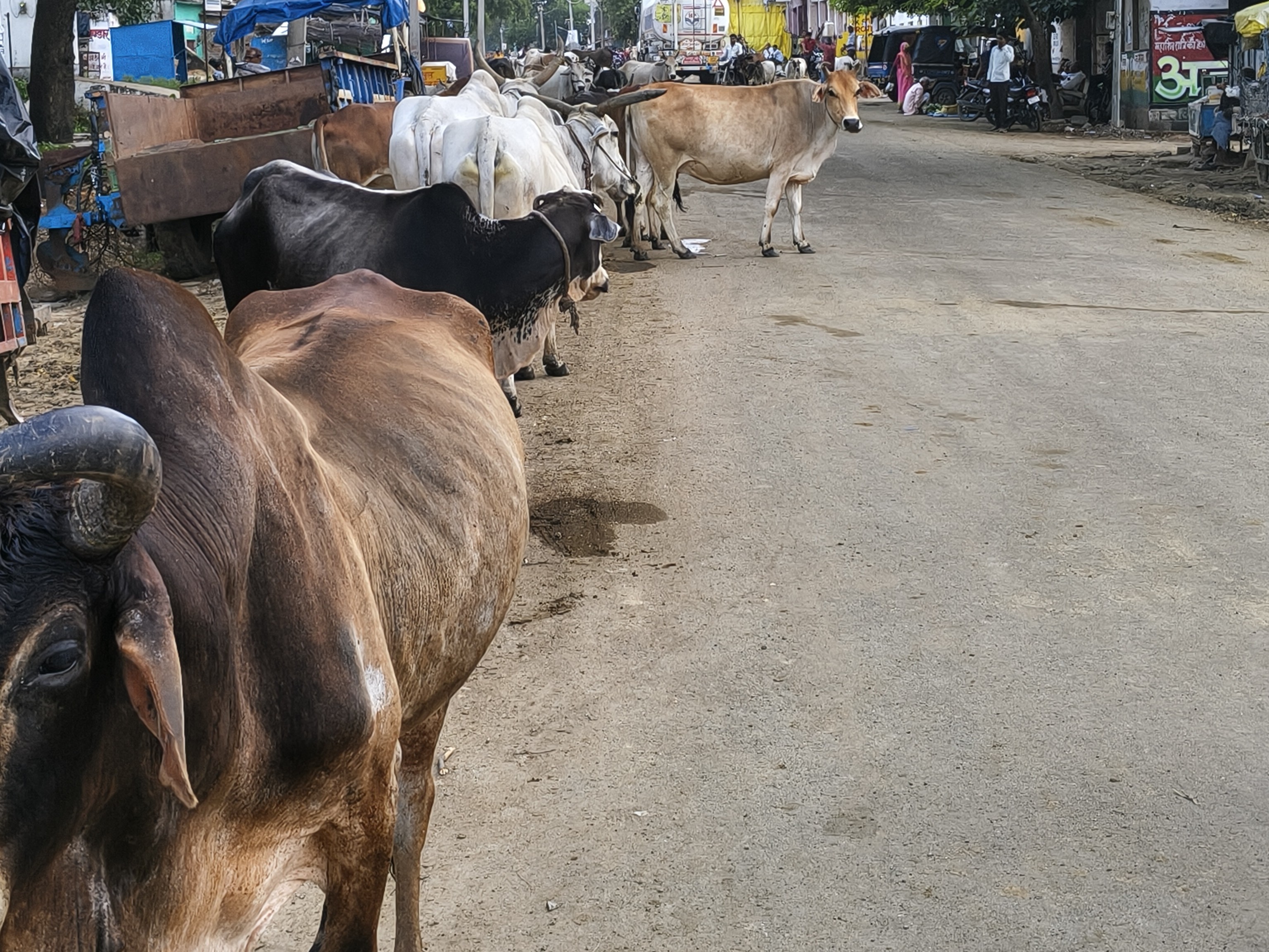 Stray animals gather at Raven bus stand | रेवन बस स्टैंड पर आवारा पशुओं ...
