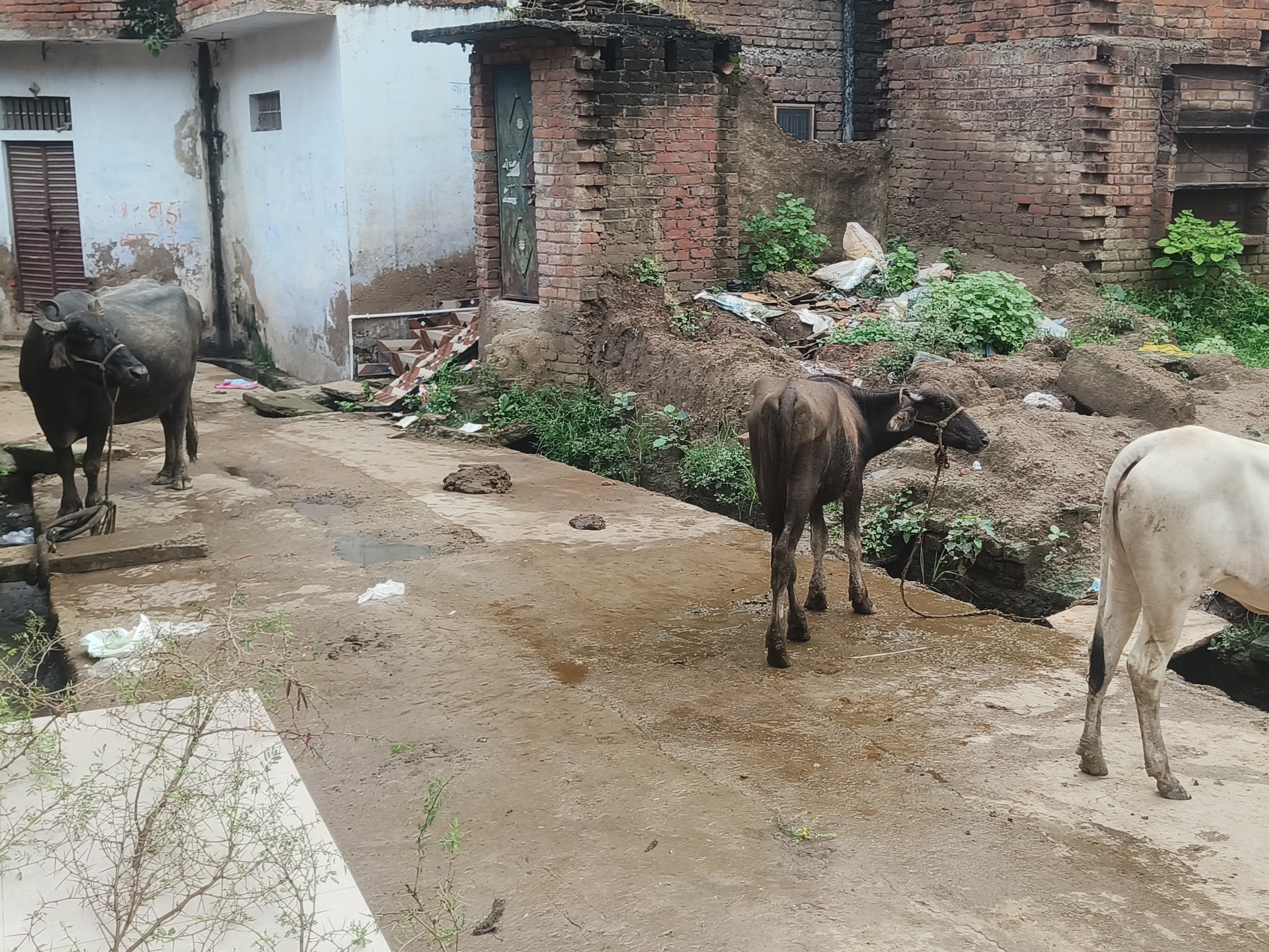 People are troubled by animals tied on the roads in Sumerpur | सुमेरपुर ...