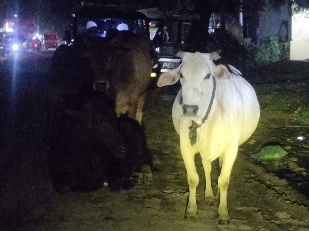 Stray cattle captured near the police station in Gadganj | गदागंज में ...