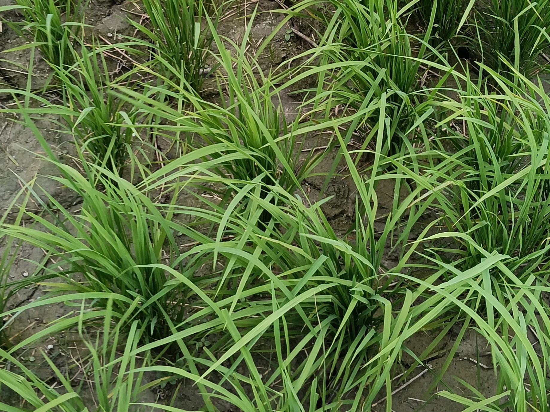Due to lack of rain in Padrauna, paddy crop is in trouble | पडरौना में ...