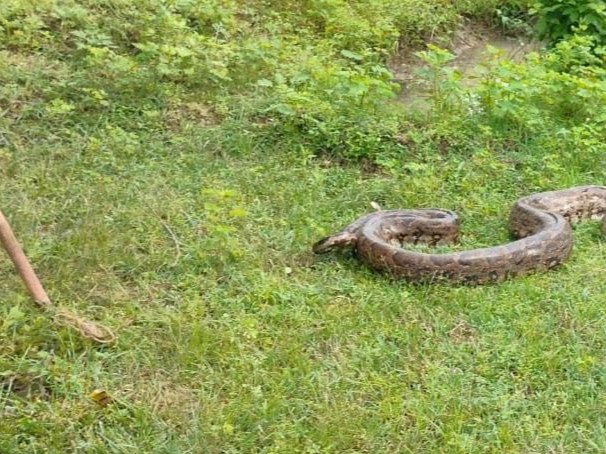 10 feet long python found in Lalitpur | ललितपुर में मिला 10 फीट लंबा अजगर: लोगों ने तुरंत सूचना ...