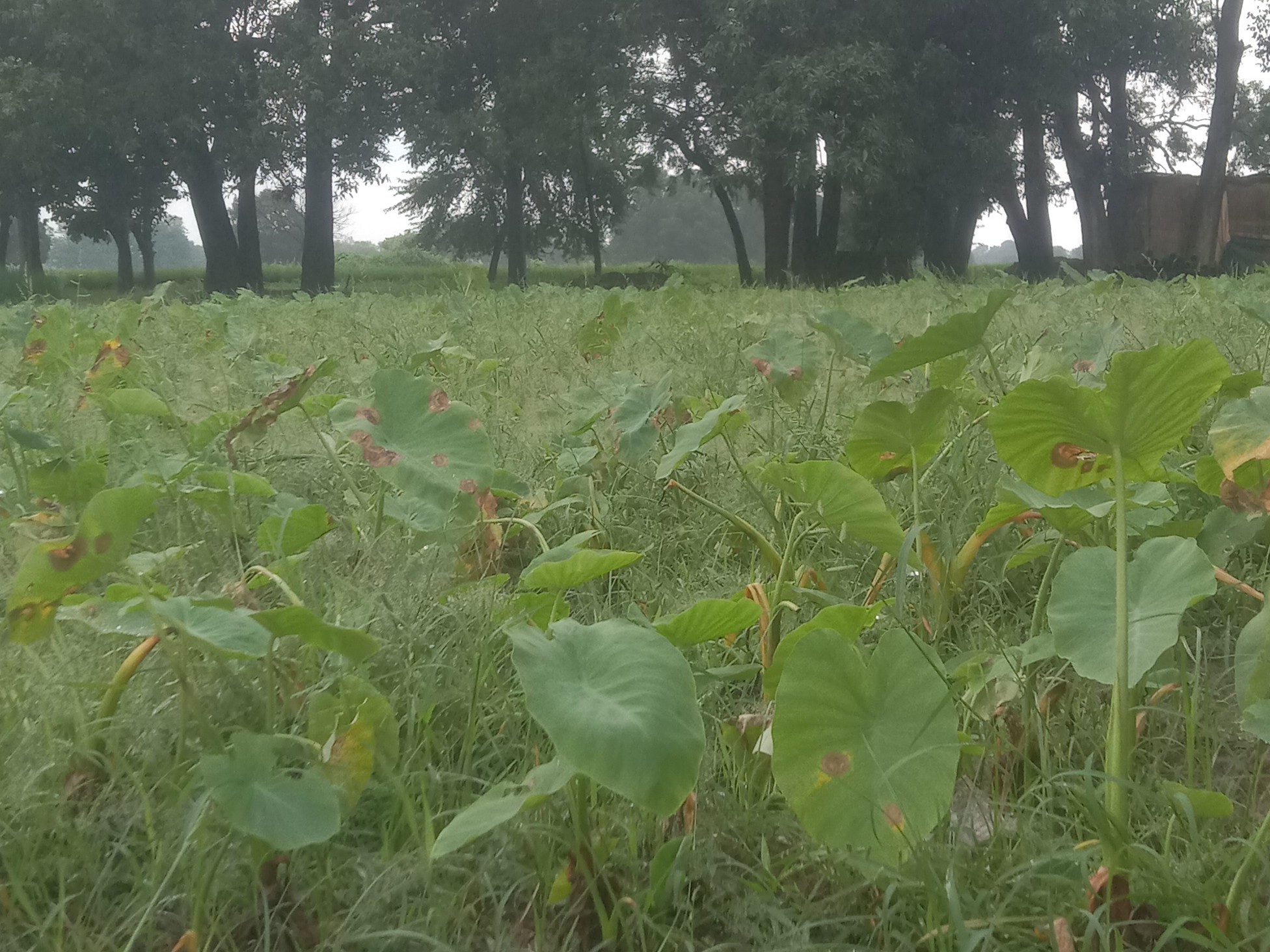 Continuous rain in Achalda affects agriculture and life | अछल्दा में ...