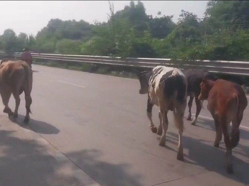 Danger of accidents due to stray animals on roads