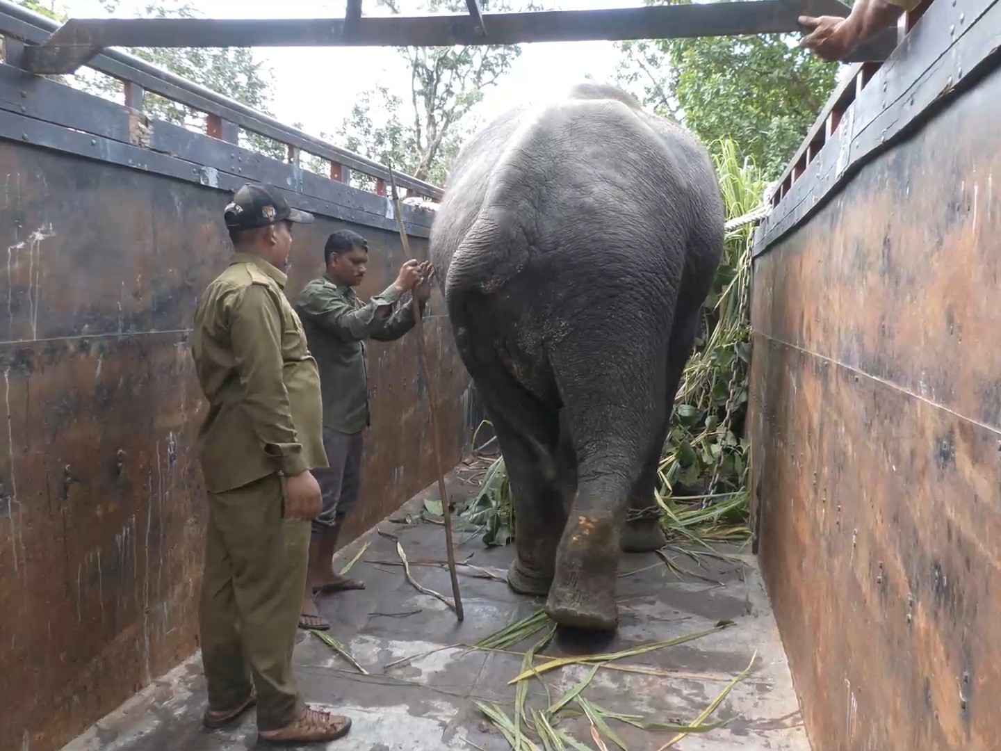 The elephant which was under observation for 18 months in Mandla was ...