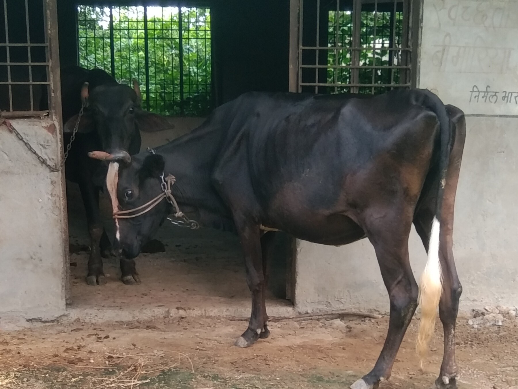 Mini secretariat becomes animal shelter