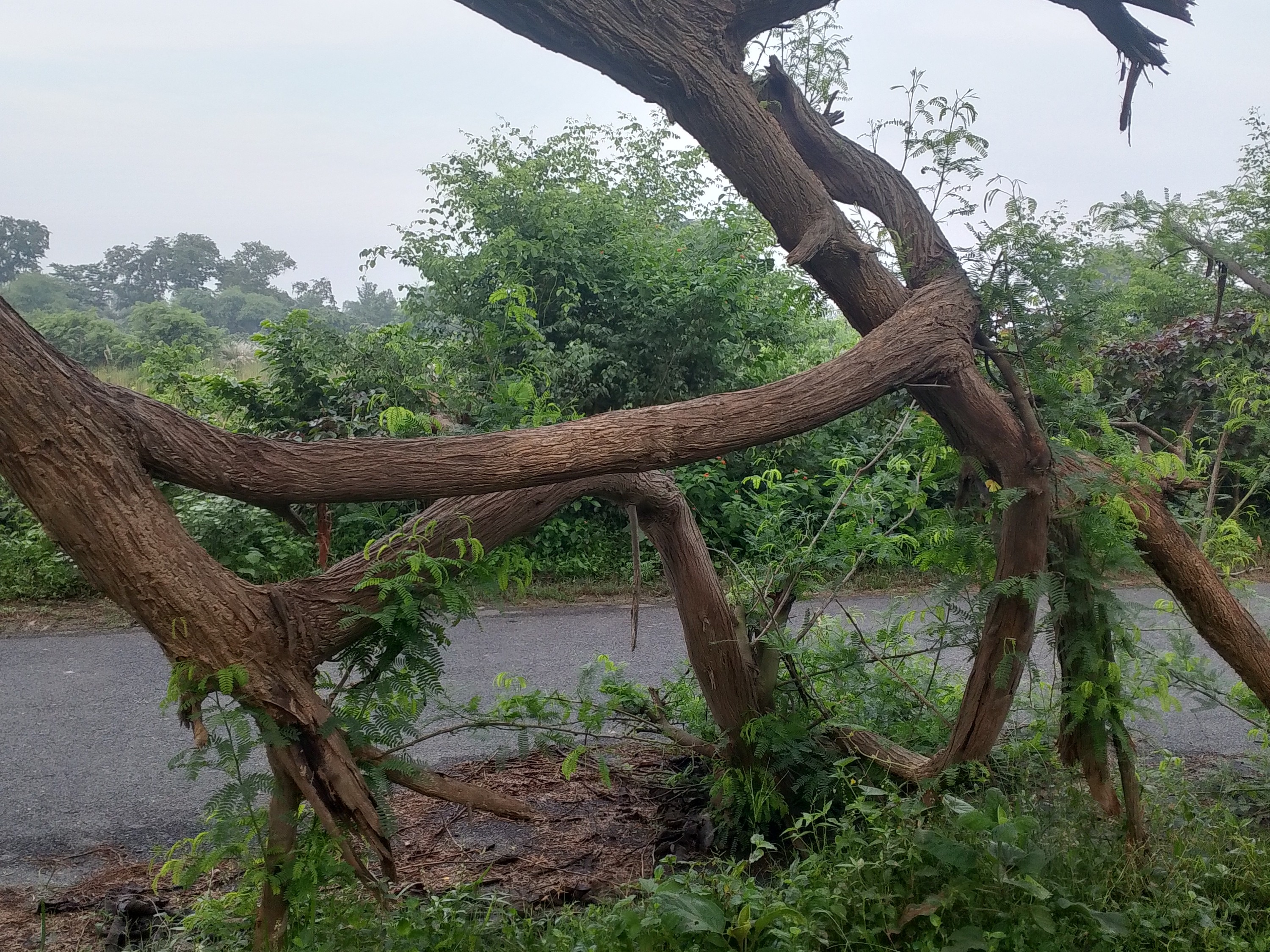 A huge tree fell on Sharda Canal Road | शारदा नहर रोड पर गिरा विशाल ...
