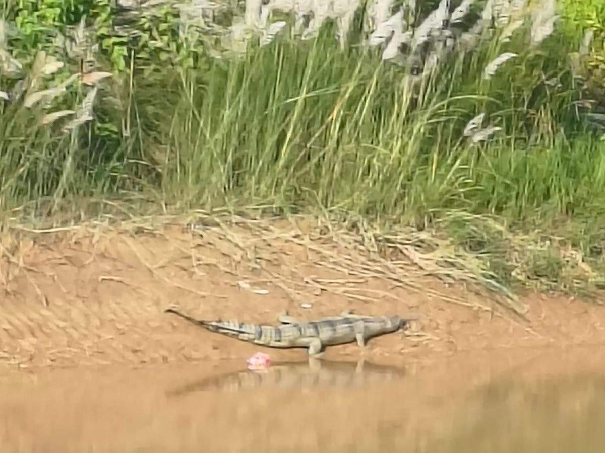 A huge crocodile was seen in the Saryu canal