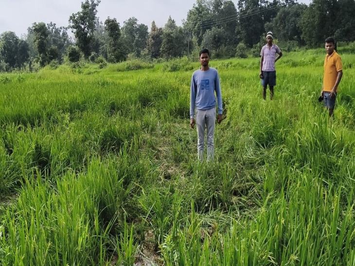 10-foot python swallows duck | 10 फीट के अजगर ने बत्तख को निगला ...