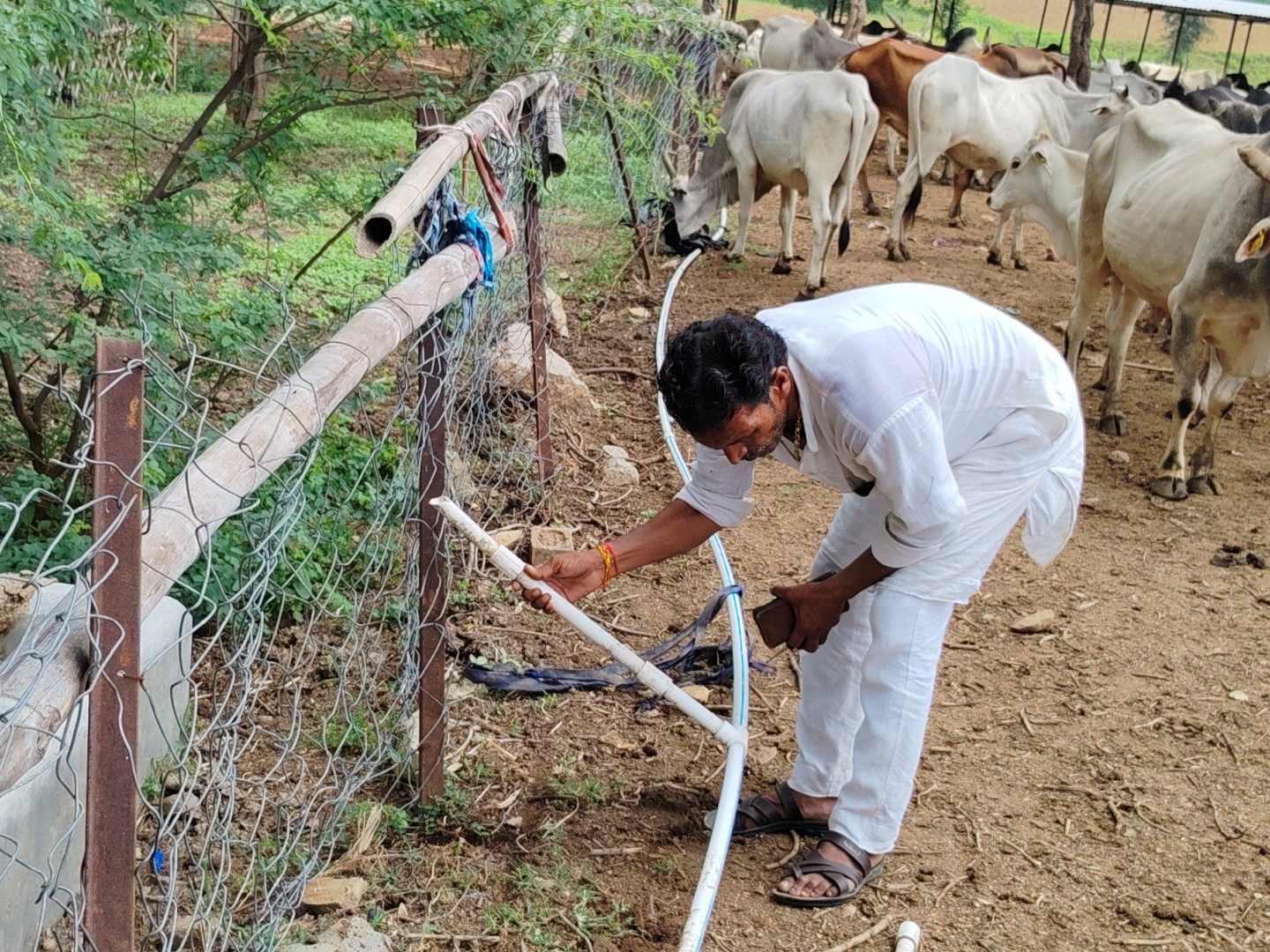 352 cattle unsafe due to vandalism in cow shelter | गौशाला में तोड़फोड़ ...